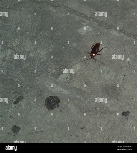 Image result for Big Cockroach