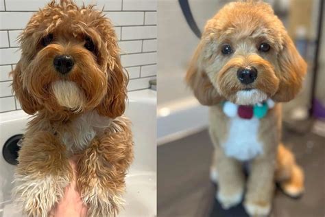 Image result for Cavapoo Haircuts