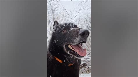 Image result for Snow Dogs Vlogs Mail