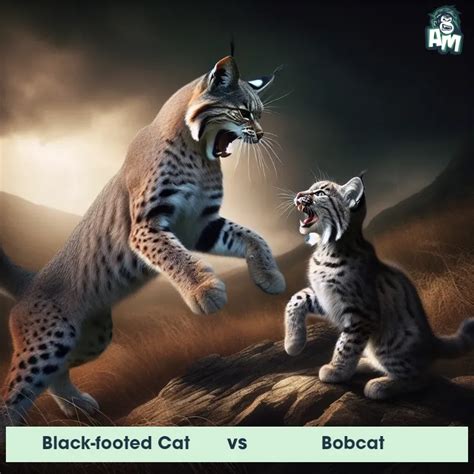Image result for Bobcat vs Python