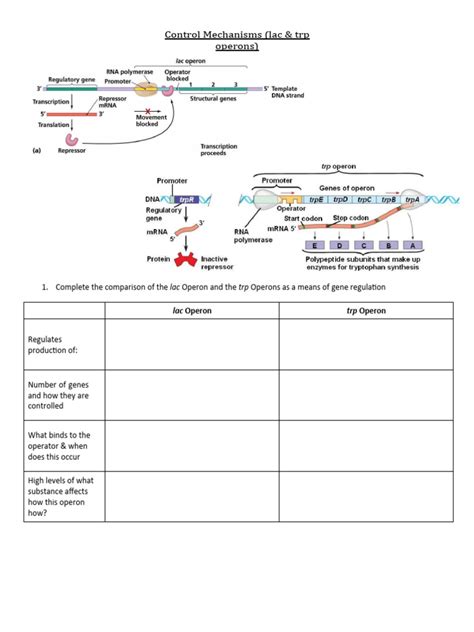 Image result for Lac Operon Worksheet