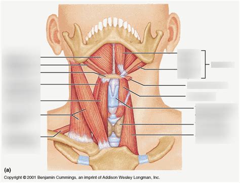 Image result for How to Build Neck Muscles Chart