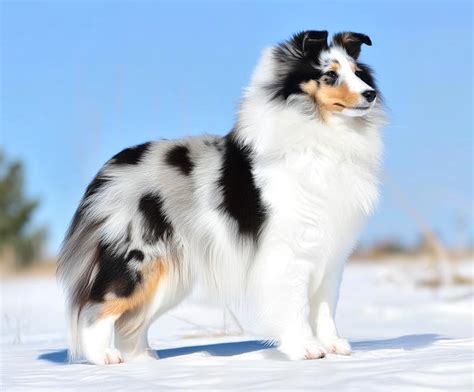 Image result for Sheltie Color Chart