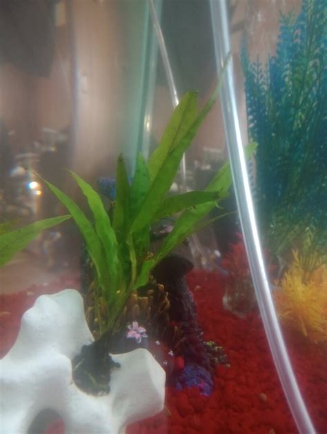 Image result for Java Fern Dying