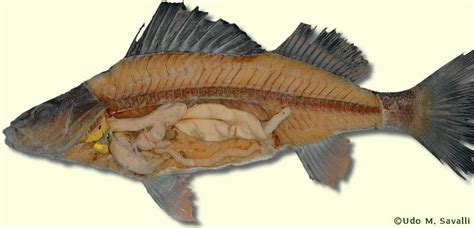 Image result for Perch Fish Dissection