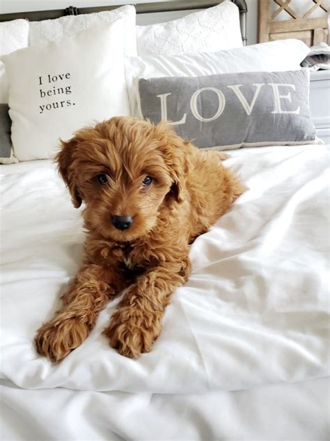 Image result for Golden Cavapoo