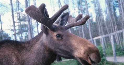 Image result for How to Cook Moose Meat