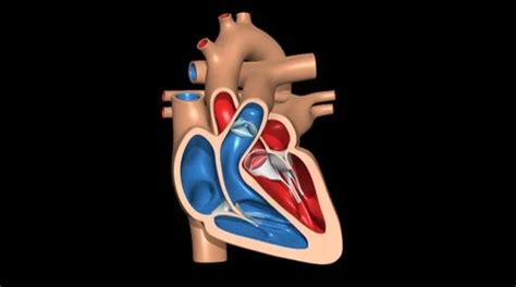 Image result for Heart Pumping Animation