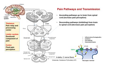 Image result for Pain Management Pathways