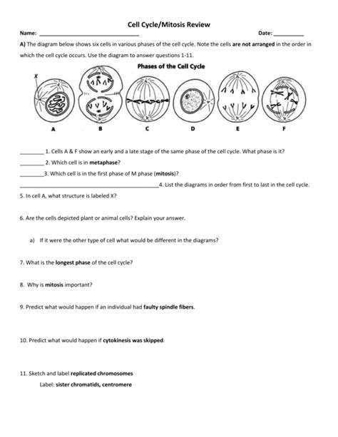 Image result for Cell Cycle Worksheet Answer Key