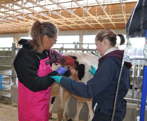 Image result for Embryo Transfer Technology