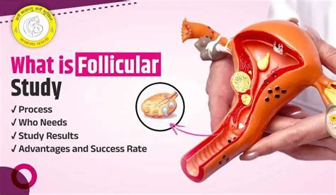 Image result for Follicular Study Scan