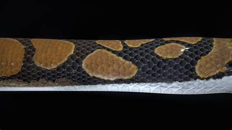 Image result for Ball Python 3D Model
