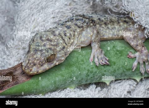 Image result for Lizard In-House