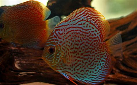 Image result for Golden Discus Fish