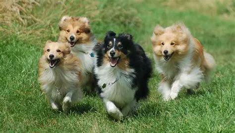Image result for Mini Sheltie