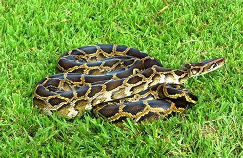 Image result for Python and Birds