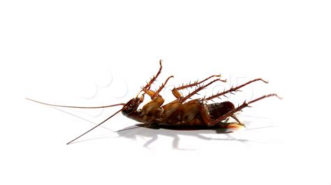 Image result for Cockroach On Its Back