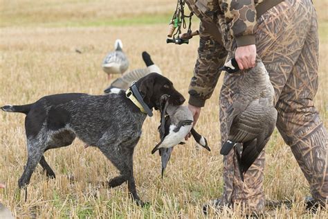 Image result for Goose Hunting Setups