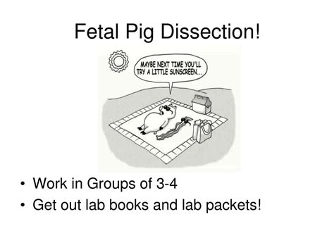 Image result for Fetal Pig Dissection Tutorial