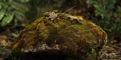 Image result for Quixel Megascans Objects