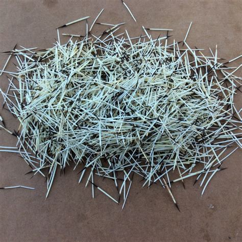 Image result for Using Porky Quills