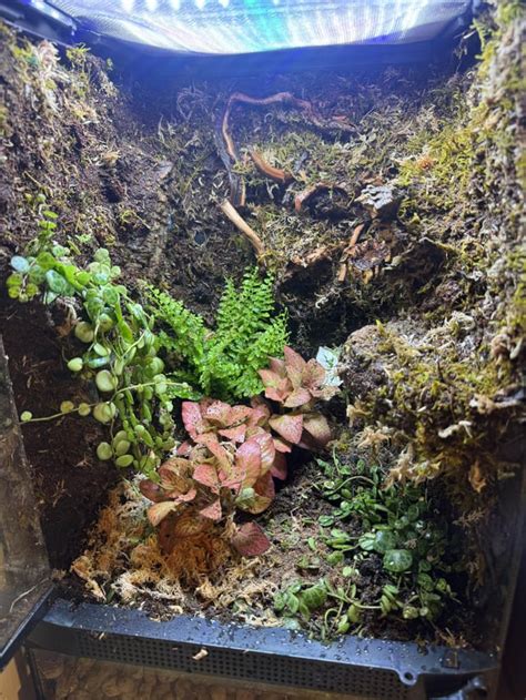 Image result for Bioactive Iguana Setup