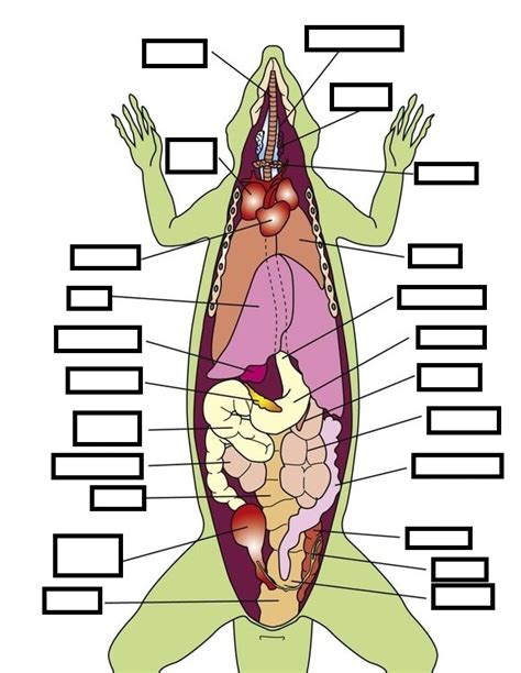 Lizard Anatomy Diagram | Quizlet