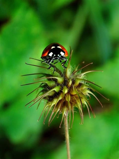 Image result for Lady Bug Insects