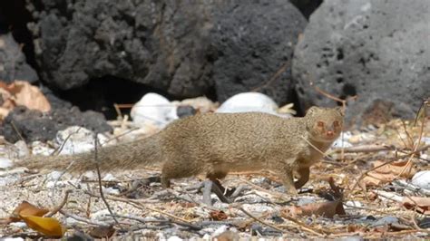 Image result for Do Mongooses Eat Python's