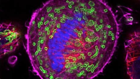 Image result for Most Powerful Microscope