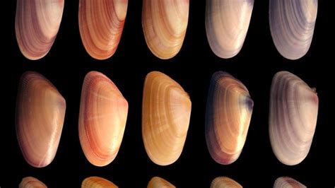 Image result for Discontinuous Variation