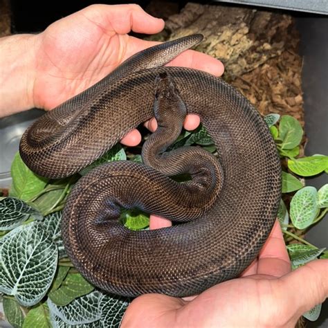 Image result for Suma Ball Python