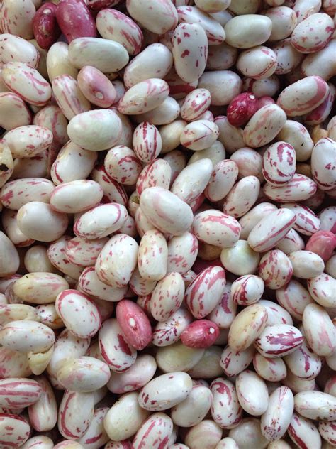 Image result for October Beans