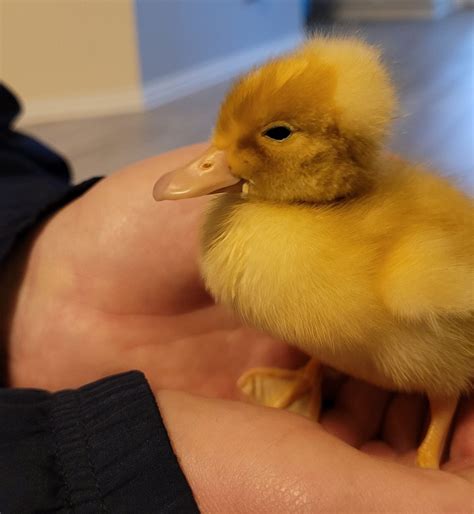 Image result for Ducklings Hatching