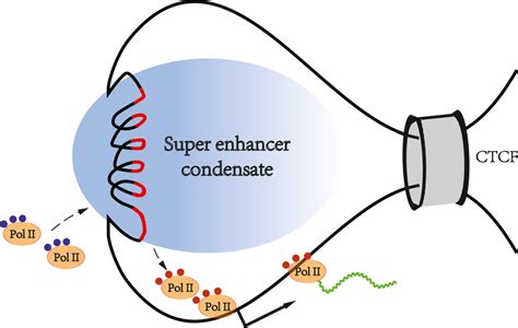 Image result for Super Repressor Enhancer