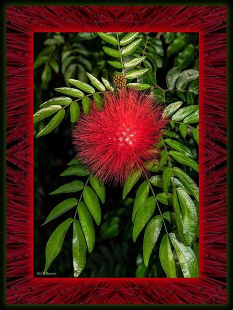 Image result for Red Powder Puff Tree