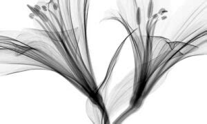 Image result for Projector Screen Color for 3D Screen