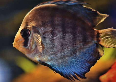 Image result for Discus Fish Anatomy