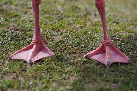 Image result for Dabble Foot