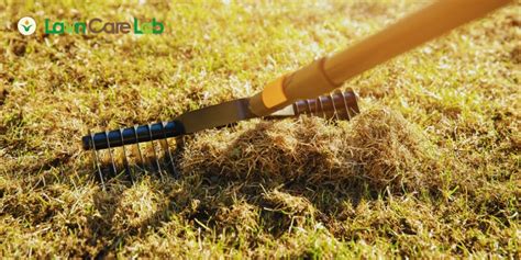 Aerate St. Augustine Grass for a Thicker and Greener Lawn - Lawn Care Lab