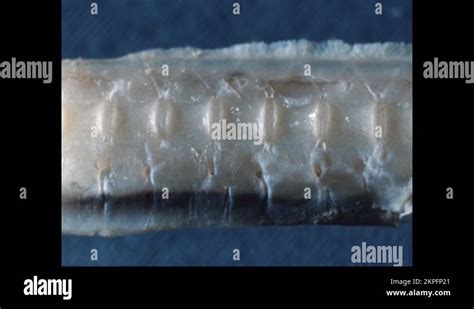 Image result for Shark Dissection