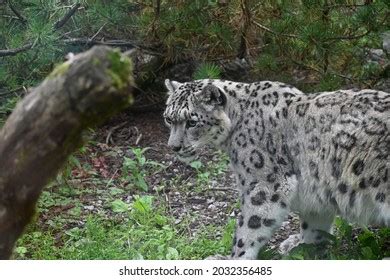 Image result for Snow Leopard Eating