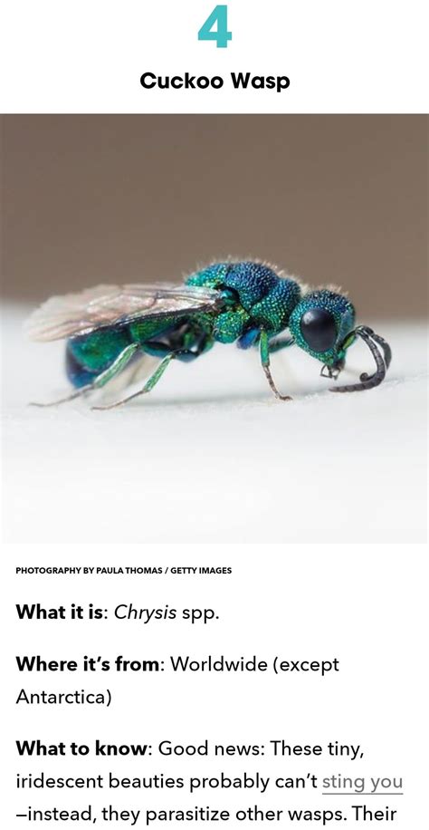 Image result for Most Beautiful Insects