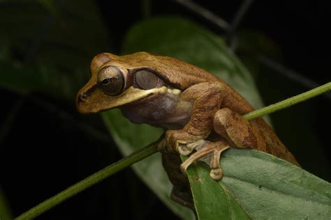 Image result for High Resolution Cartoon Frog