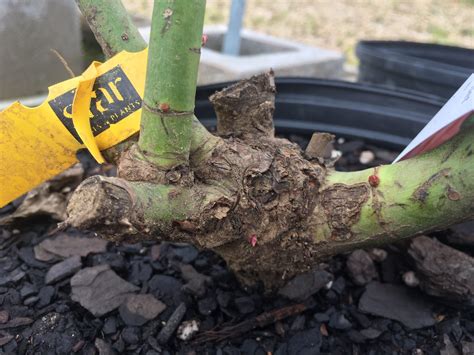 Image result for Pruning Shrub Roses in Spring