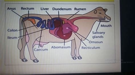 Image result for Ruminant Animals Digestive System