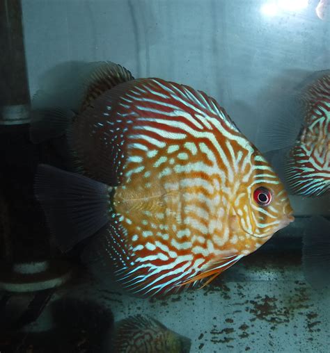 Image result for Red Turquoise Discus