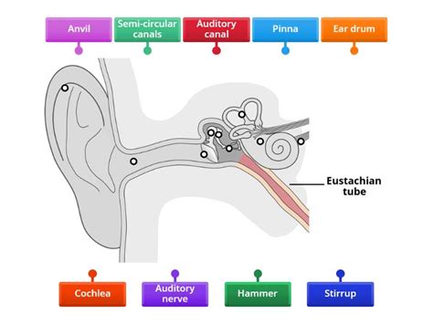 Image result for Ear Dissection Labeled