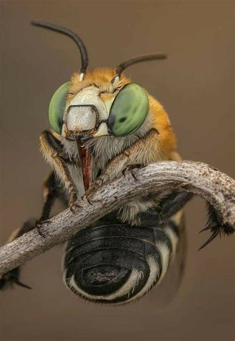 Image result for Cool Insects